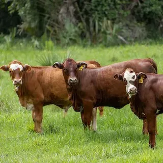AN168/AN168: Total Protein Requirement of Beef Cattle II: Protein ...