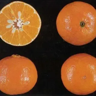 HS172/CH080: Lee Citrus Hybrid