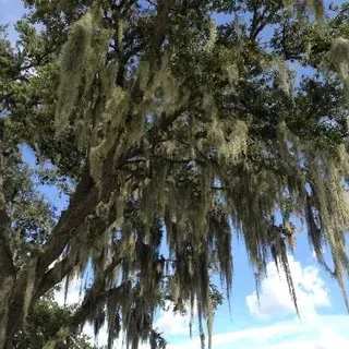 ENH1224/EP485: Spanish Moss, Ball Moss, and Lichens - Harmless Epiphytes