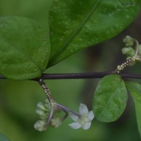 Ask IFAS: Topic - Invasive Plants