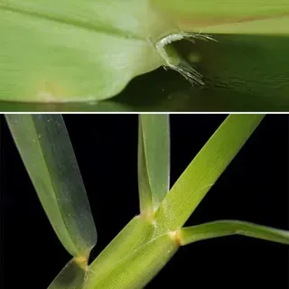 ENH1382/EP646: Florida Turfgrass Identification
