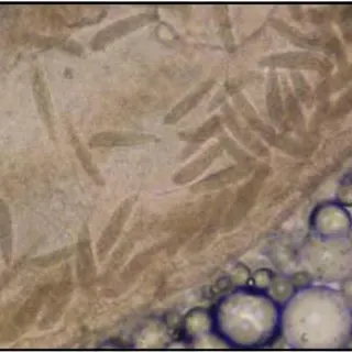 FA-109/FA109: Common Freshwater Fish Parasites Pictorial Guide: Flagellates