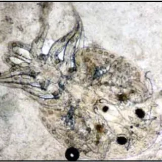 FA-115/FA115: Common Freshwater Fish Parasites Pictorial Guide: Crustaceans