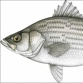 FA155/FA155: Candidate Species for Florida Aquaculture: Hybrid Striped ...
