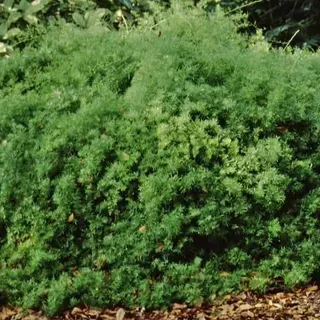 FPS051/FP051: Asparagus densiflorus 'Sprengeri' Sprengeri Asparagus Fern