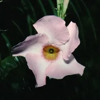 FPS400/FP400: Mandevilla splendens 'Alice Dupont' Alice Dupont Allamanda