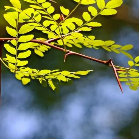 Ask IFAS: Topic - Fabaceae