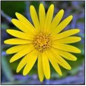 FOR400/FR471: Pityopsis - Silkgrasses