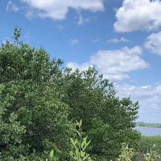 FOR415/FR486: Factors Driving Mangrove Range Expansion
