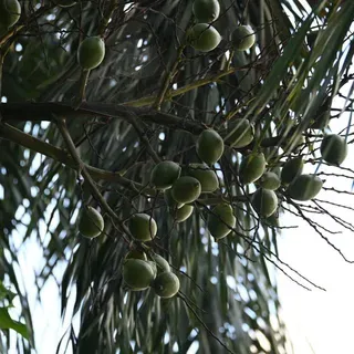 HS1072s/HS1508: Cultivando pejibaye en el jardín de su hogar en Florida