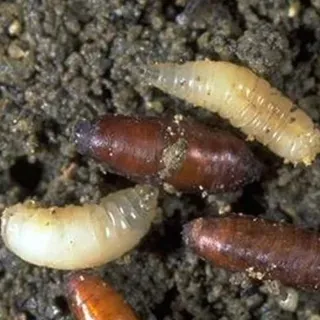 ENY-467/IG153: Insect Management for Onion, Leek, and Garlic