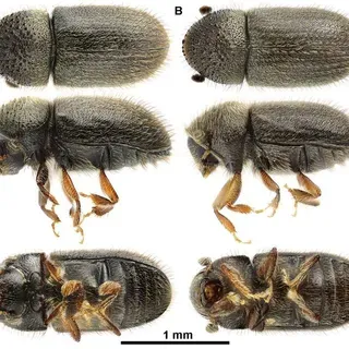 EENY-788/IN1362: Bark Beetle Cryphalus lipingensis Tsai & Li, 1963 ...