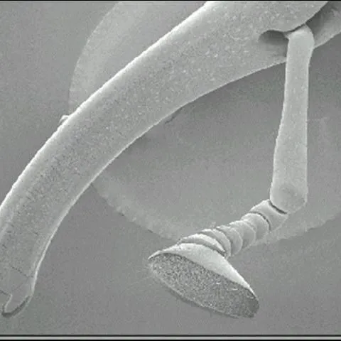 Ask IFAS: Topic - Palm Pest Insects and Mites