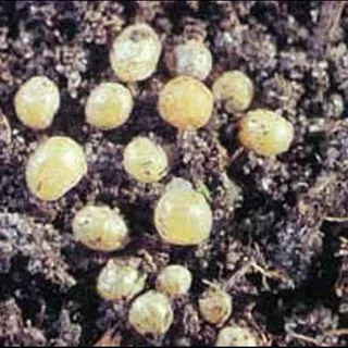EENY277/IN554: Ground Pearls, Margarodes spp. (Insecta: Hemiptera ...