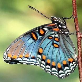 EENY447/IN814: Red-Spotted Purple Limenitis (=Basilarchia) arthemis ...