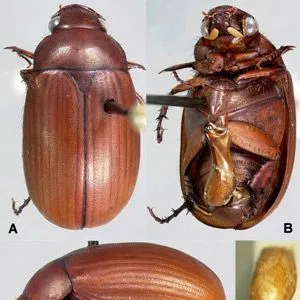 EENY 554/IN992: The Asiatic garden beetle Maladera castanea (Arrow 1913 ...
