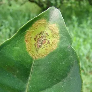 PP-226/PP148: Citrus Diseases Exotic to Florida: Citrus Leprosis