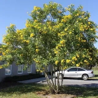 ENH783/ST625: Tecoma stans: Yellow Elder