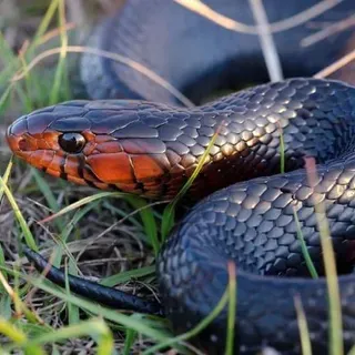 WEC430/UW475: Wildlife of Florida Factsheet: Eastern Indigo Snake