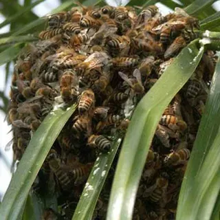 EENY 429/IN790: African Honey Bee, Africanized Honey Bee, Killer Bee ...